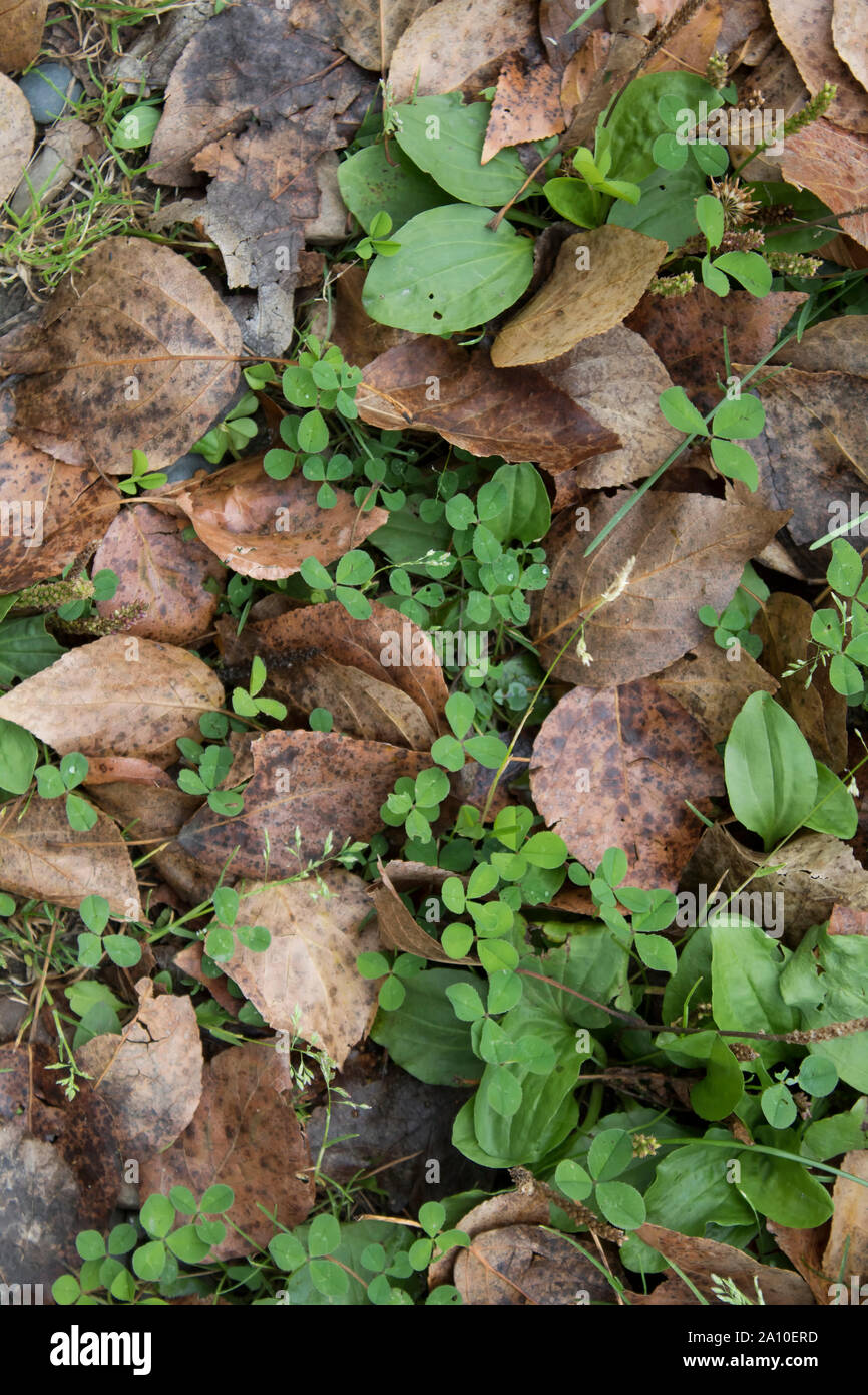 Foliage background hi-res stock photography and images - Alamy
