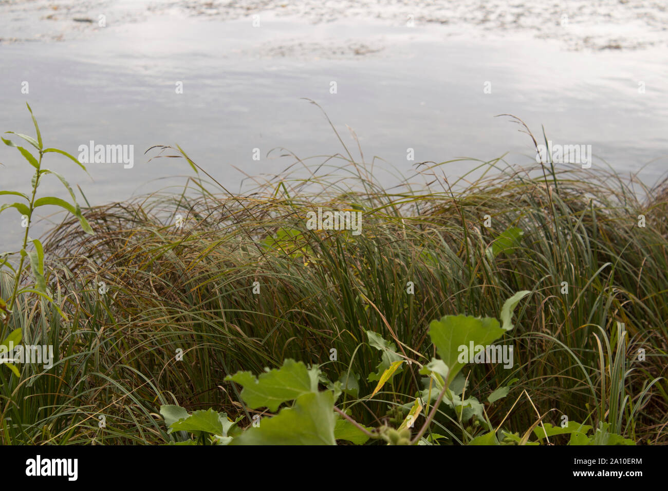 River grass autumn view. Windy day on the river. River landscape Stock ...