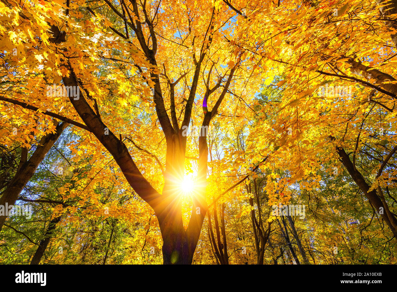 Sunny autumn maple tree Stock Photo - Alamy