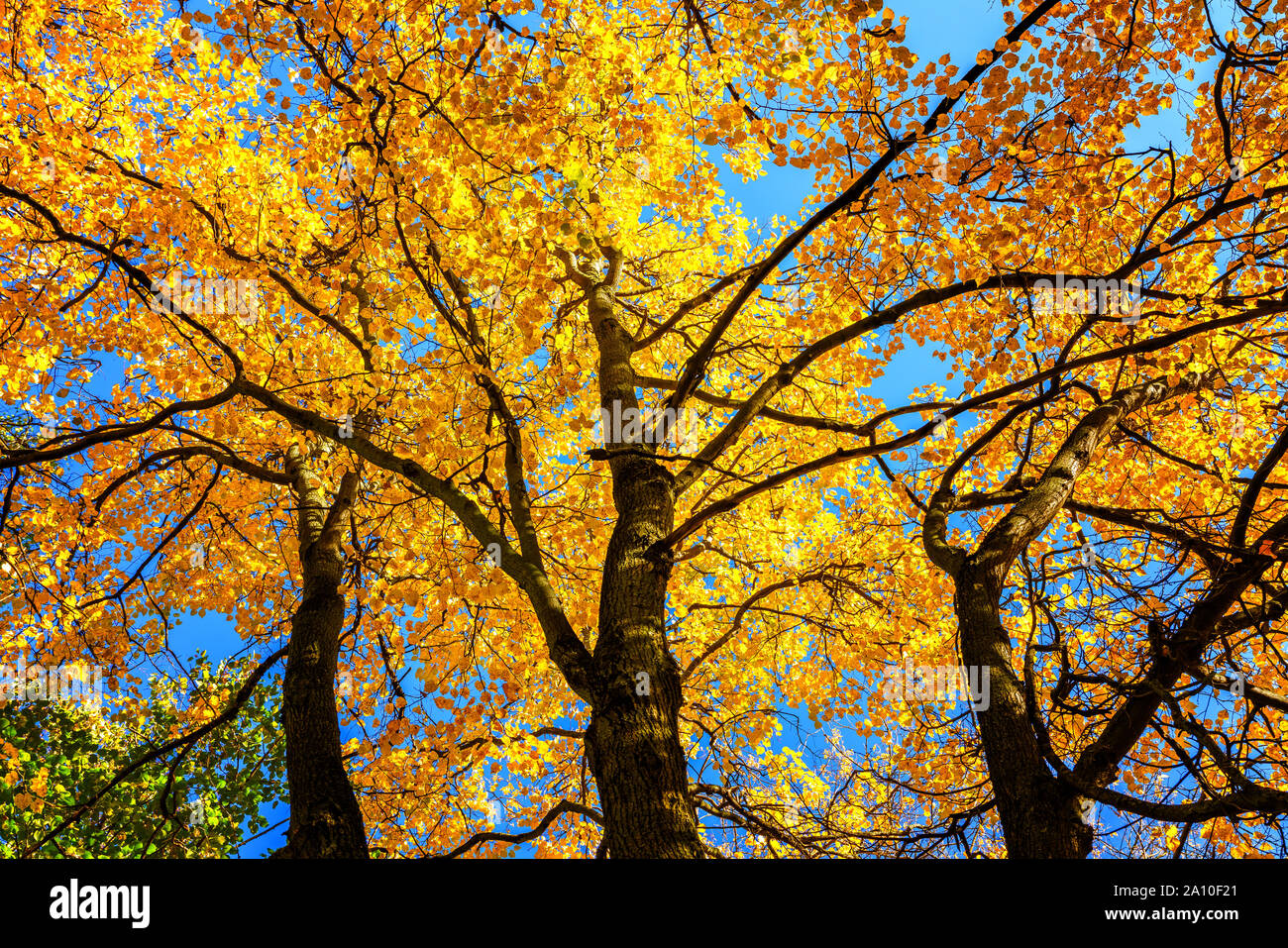 Autumn golden leaves over sky hi-res stock photography and images - Alamy