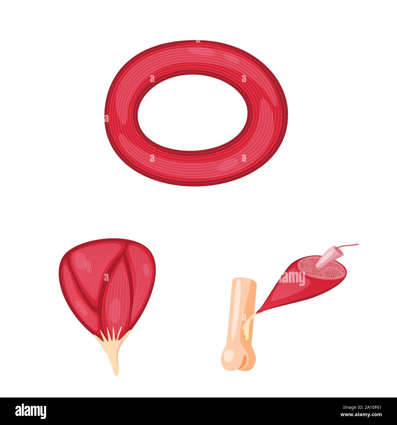 Vector design of muscle and cells icon. Collection of muscle and ...