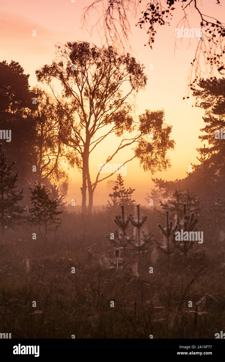 Strensall common hi-res stock photography and images - Alamy