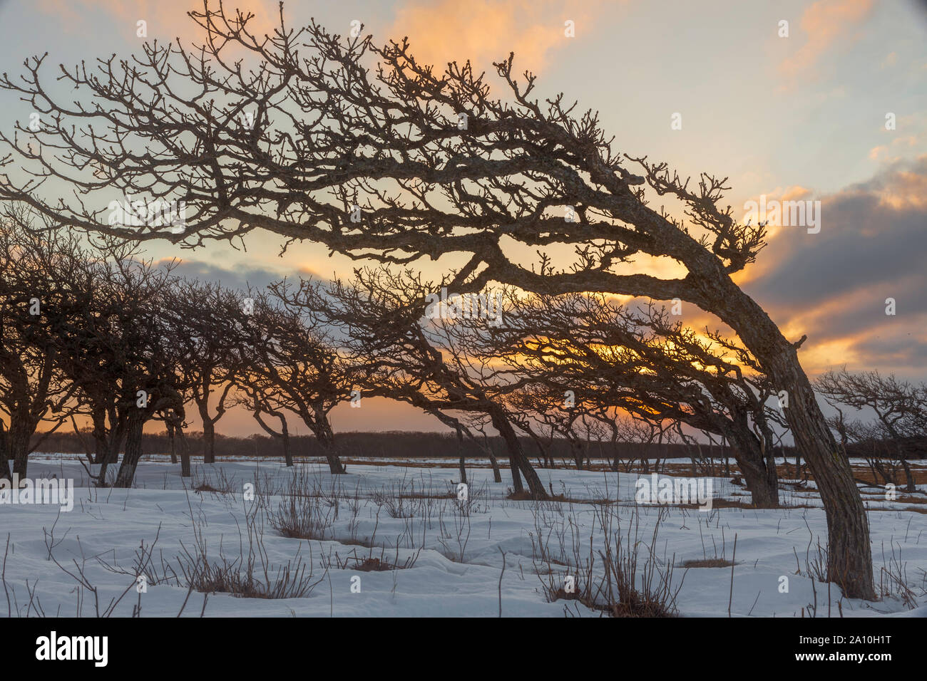 Wind swept trees hi-res stock photography and images - Alamy