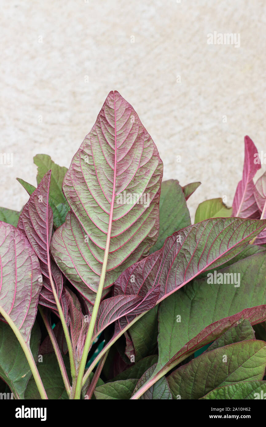 Amaranthus tricolor or known as Red Amaranth Stock Photo - Alamy