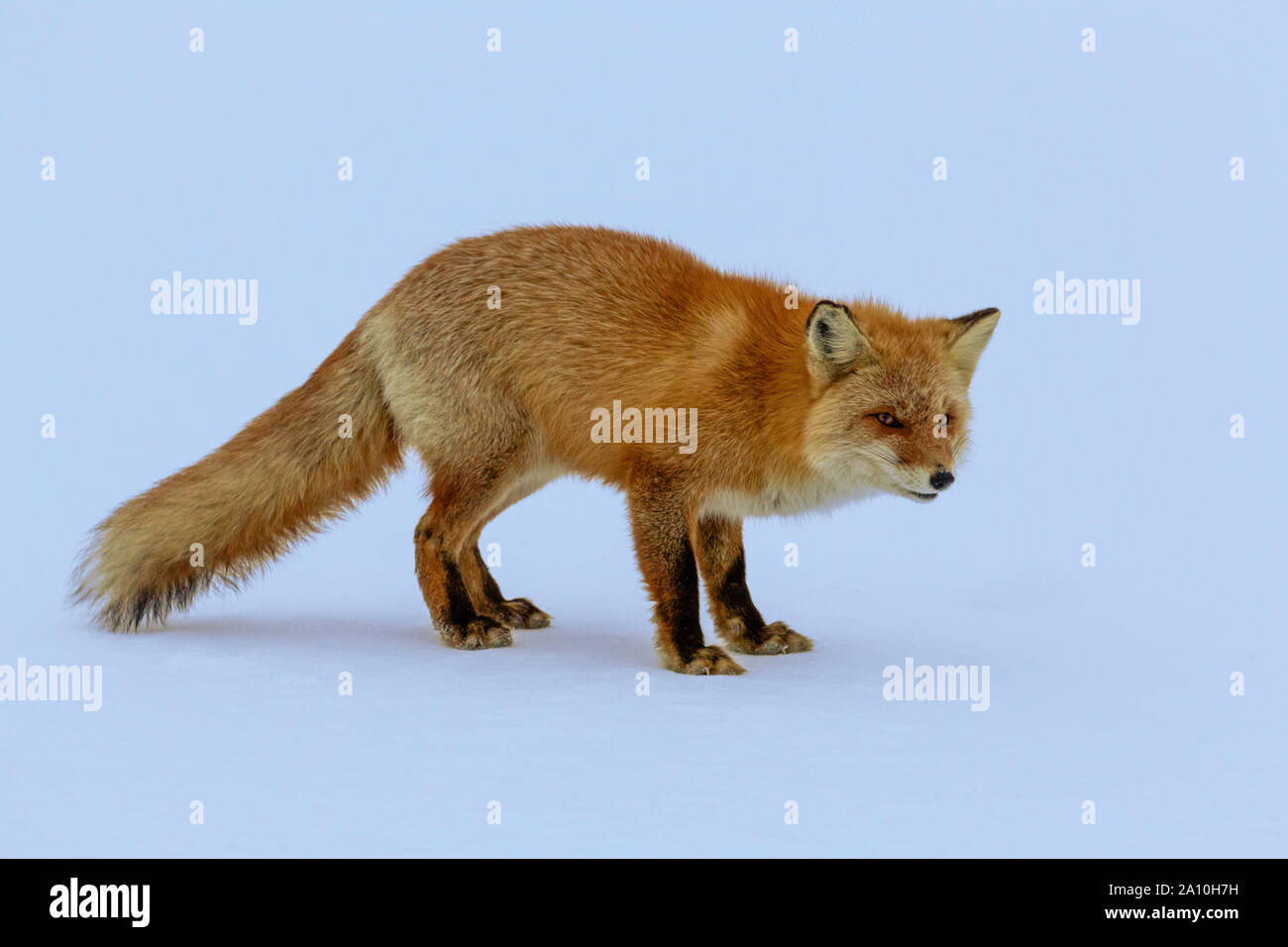 Hokkaido red fox japan hi-res stock photography and images - Alamy