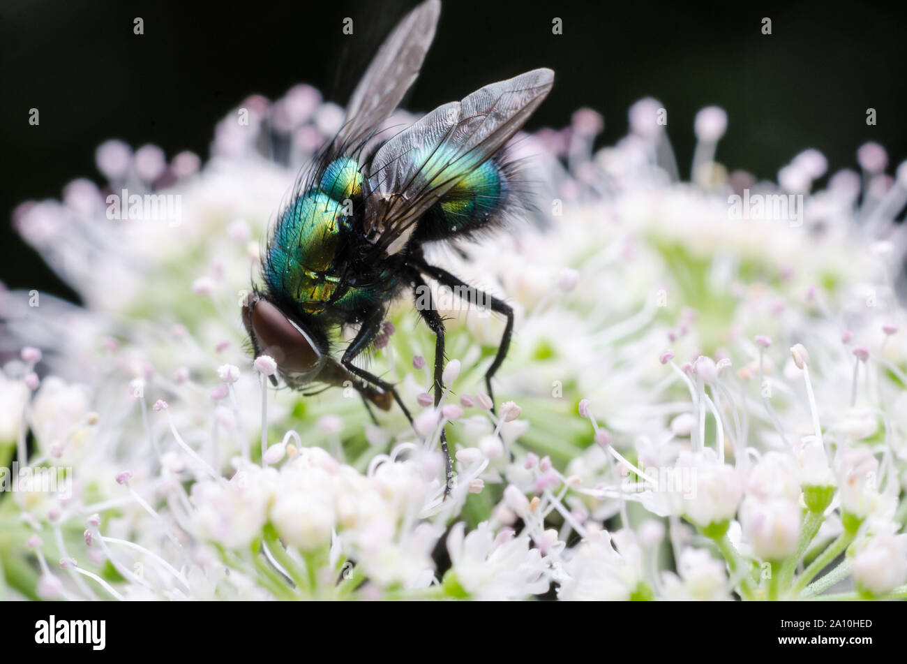 Lucilia sericata hi-res stock photography and images - Alamy