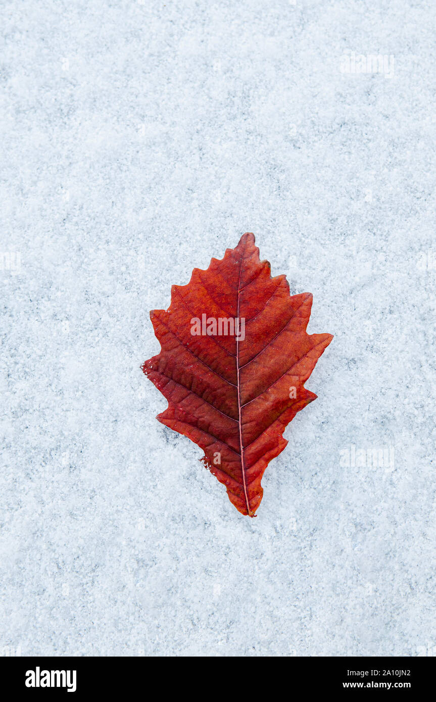 Beautiful vibrant colourful red leaves foliage and white frozen snow in ...