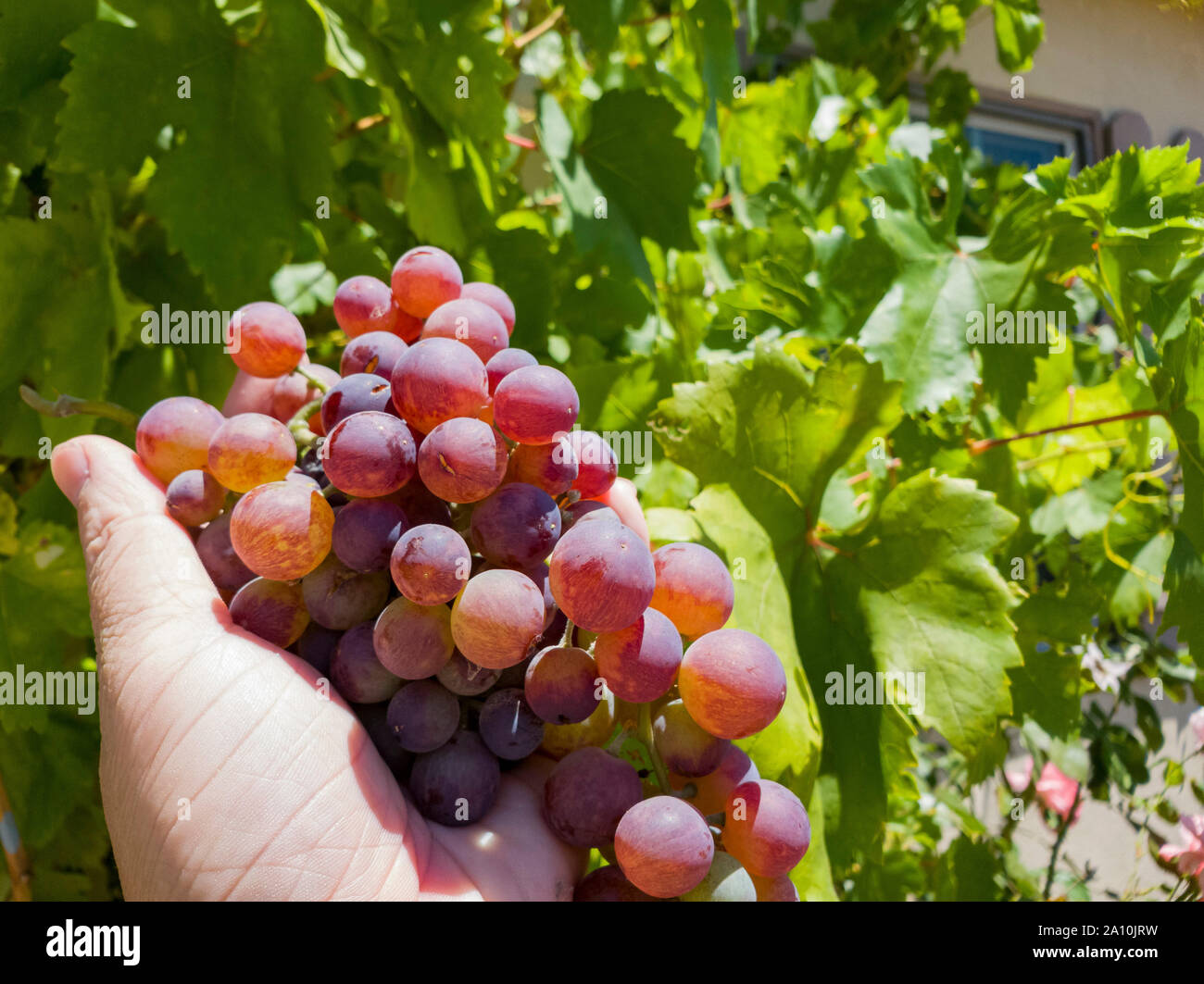 Close up shot of mature grapes grown in backyard at Los Angeles ...