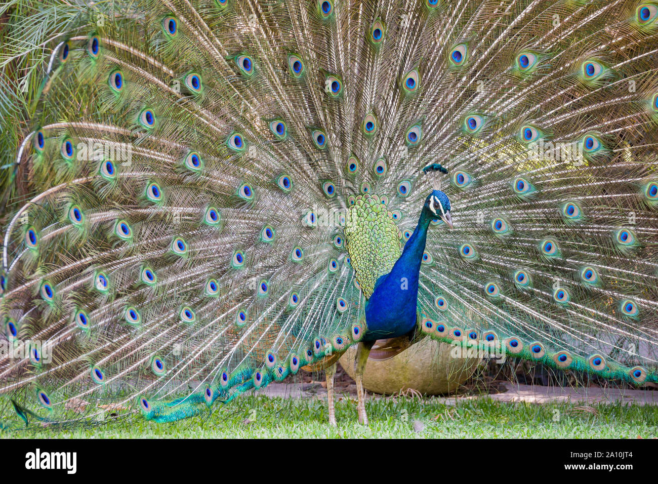 Male peacock showing his fan at Los Angeles, California Stock Photo - Alamy