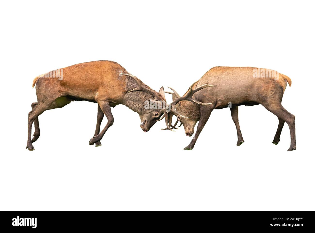 Red deer, cervus elaphus, fight during the rut isoalted on white ...