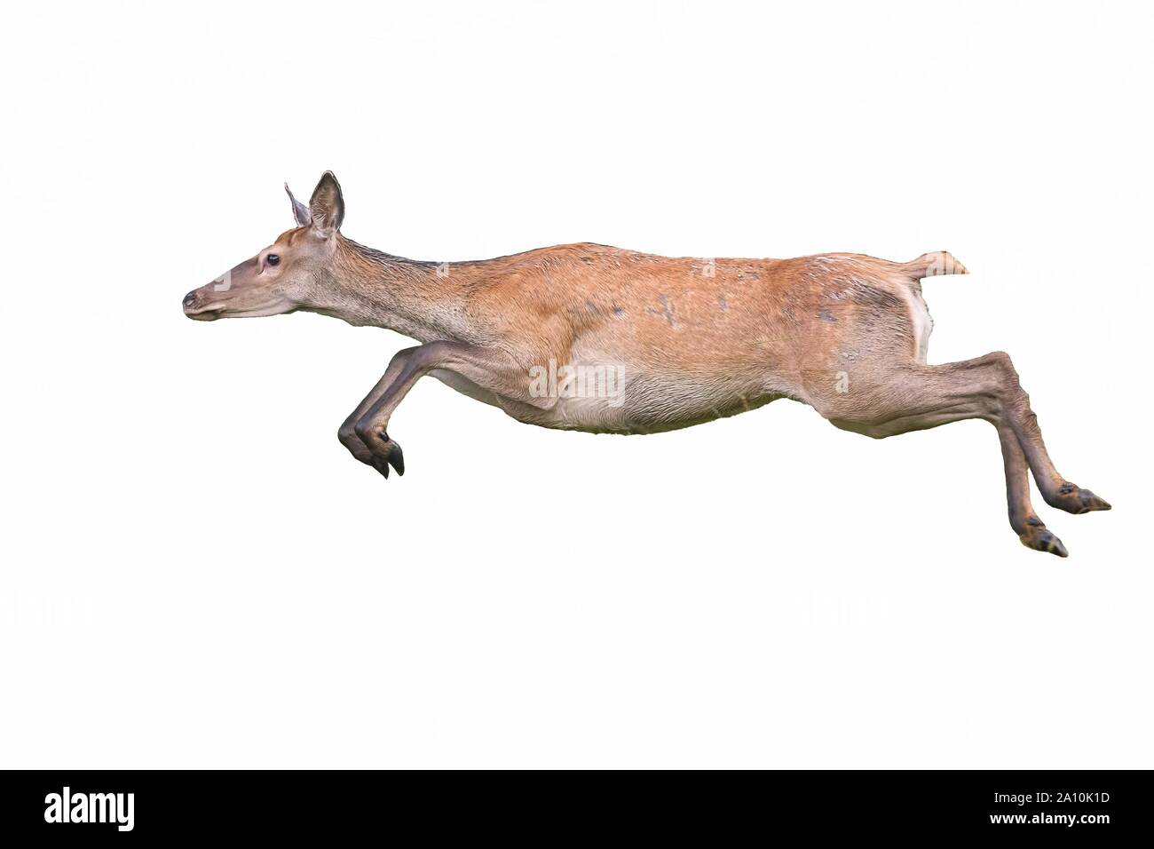 Red deer, cervus elaphus, hind running dynamically isolated on white ... Red deer, cervus elaphus, hind running dynamically isolated on white ...
