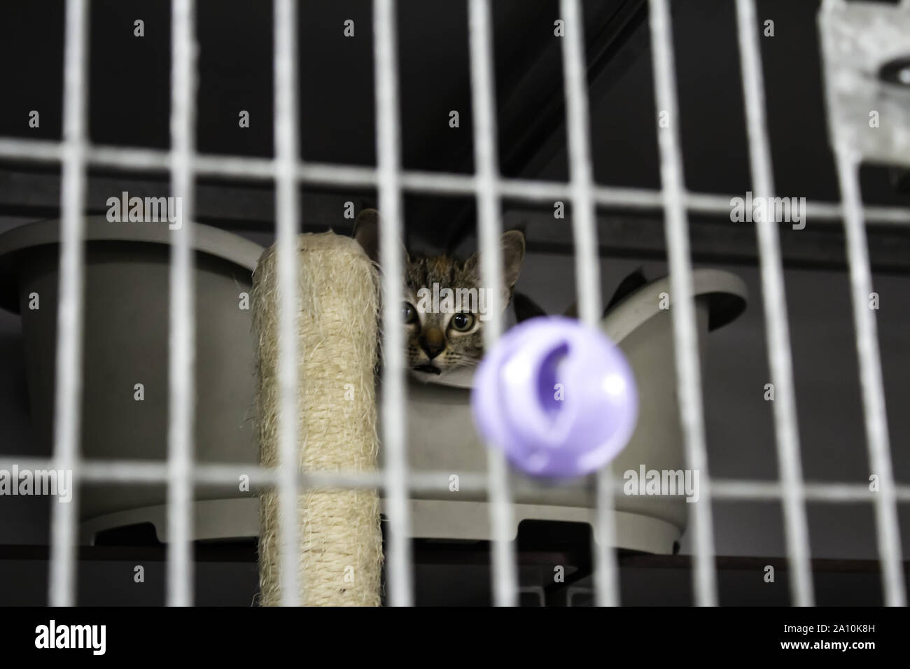 Cat locked cage, animal abuse and loneliness, pets Stock Photo - Alamy