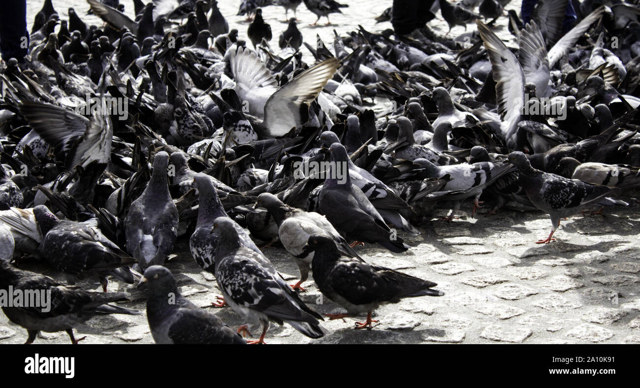 Pigeons in urban street, free birds, animals, landscape Stock Photo - Alamy