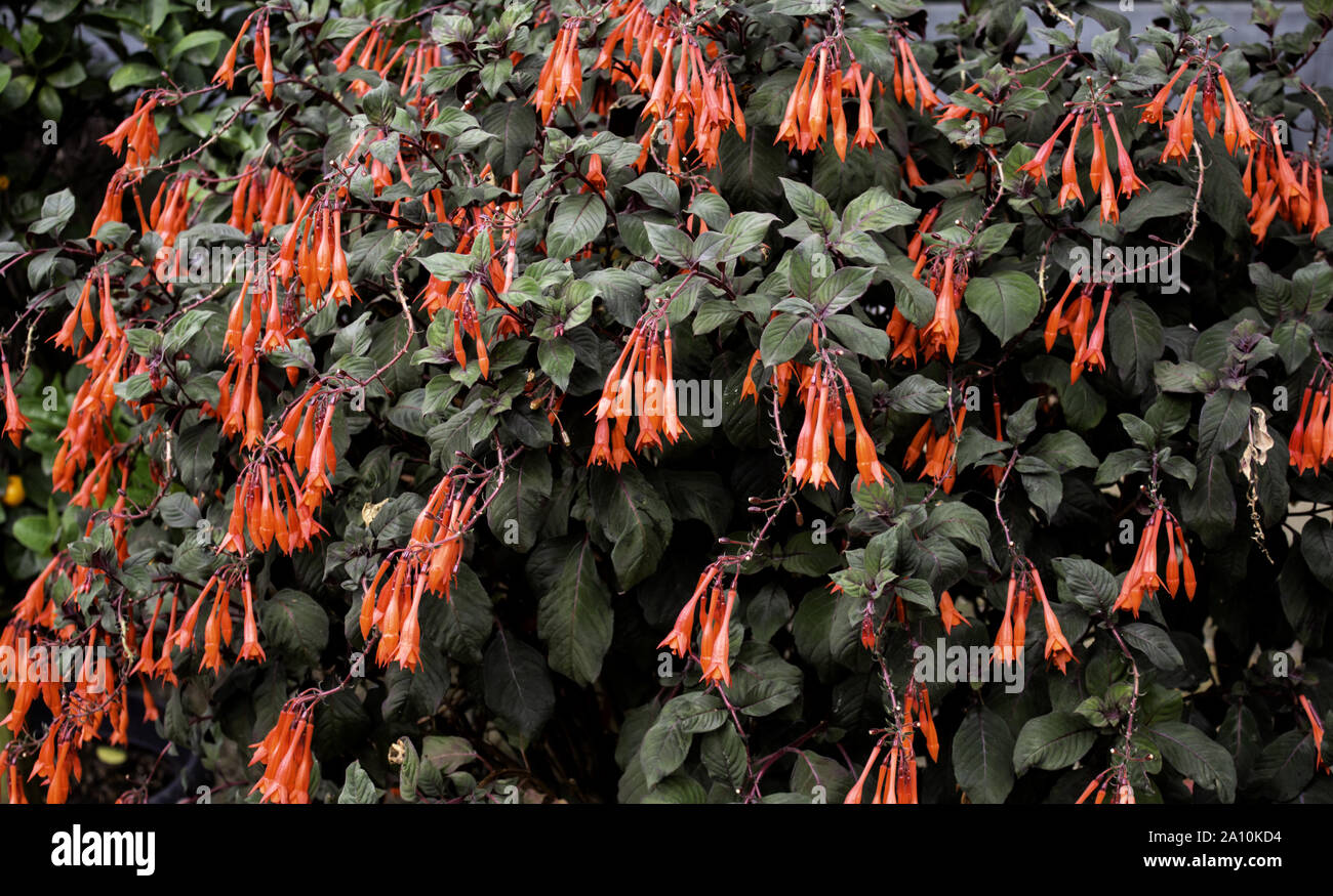 Japanese red plants, nature and trees, landscape Stock Photo - Alamy