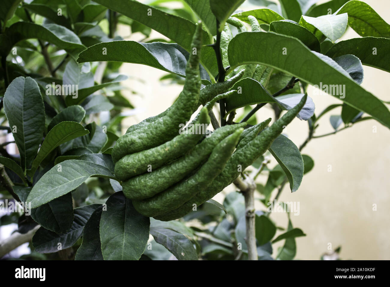 Chinese peppers tree, landscape and nature, environment Stock Photo - Alamy