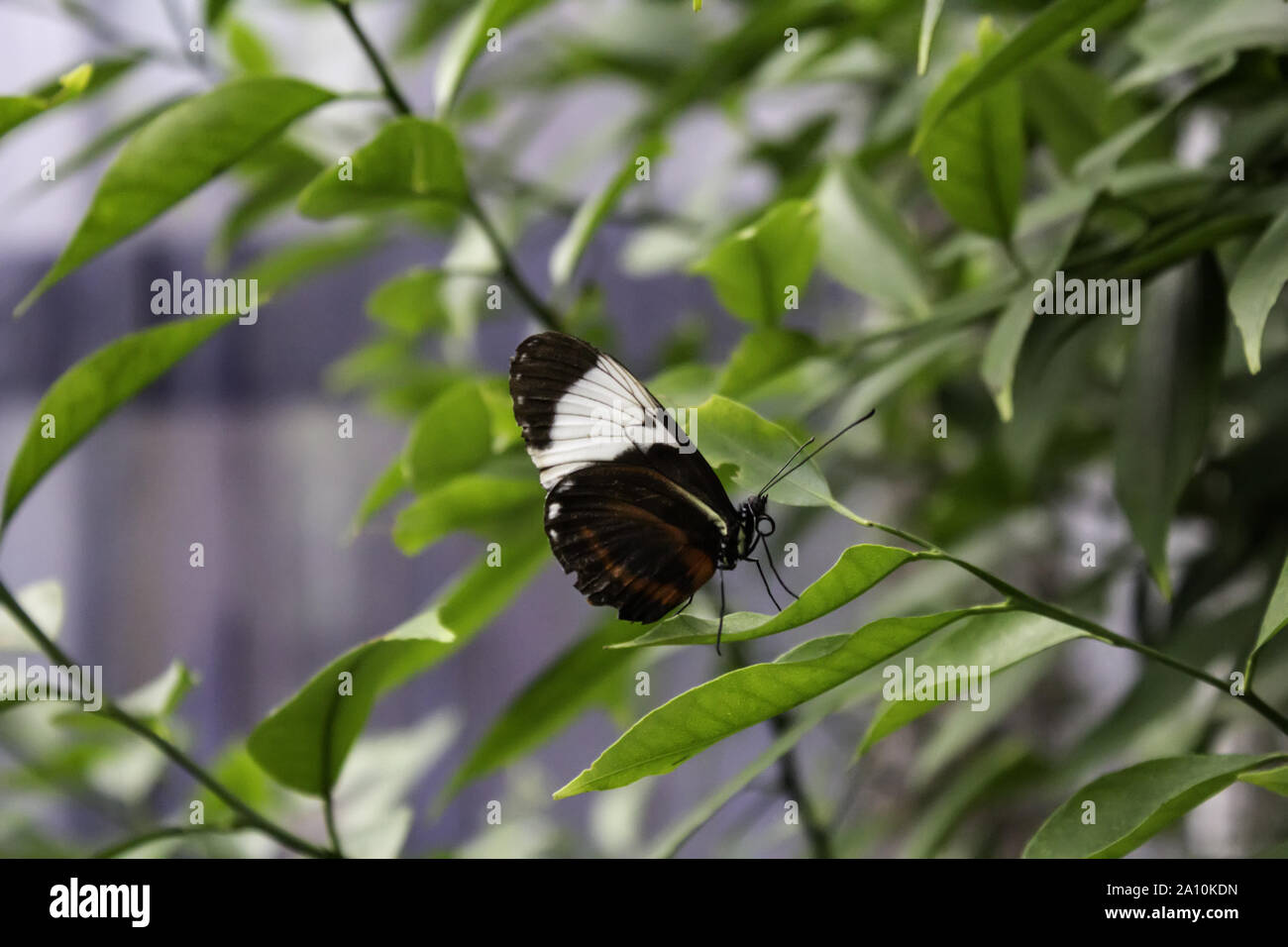 Jungle insects hi-res stock photography and images - Alamy