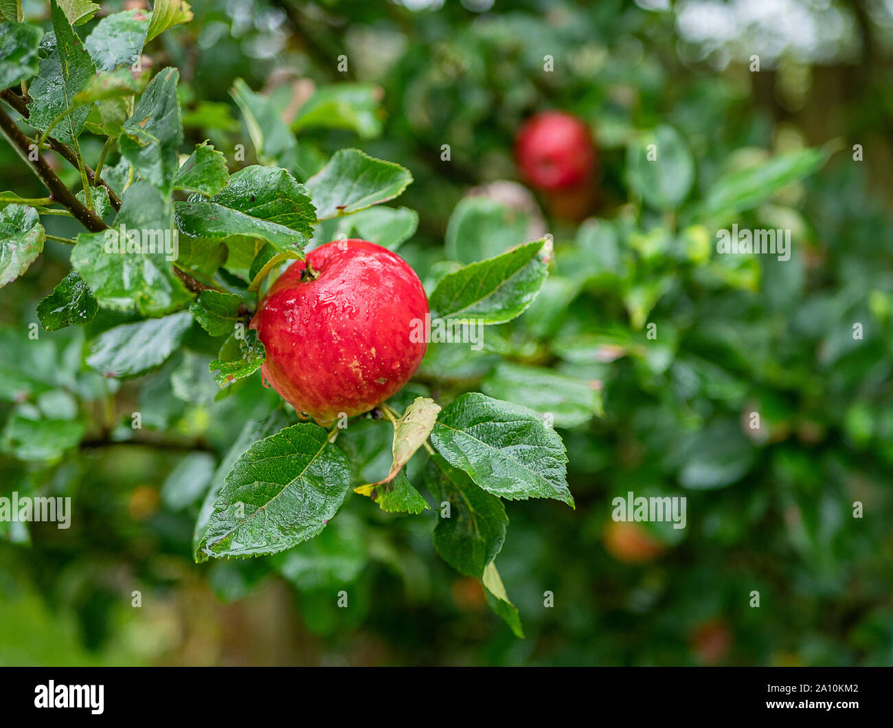 Red apple on a branch Stock Photo - Alamy
