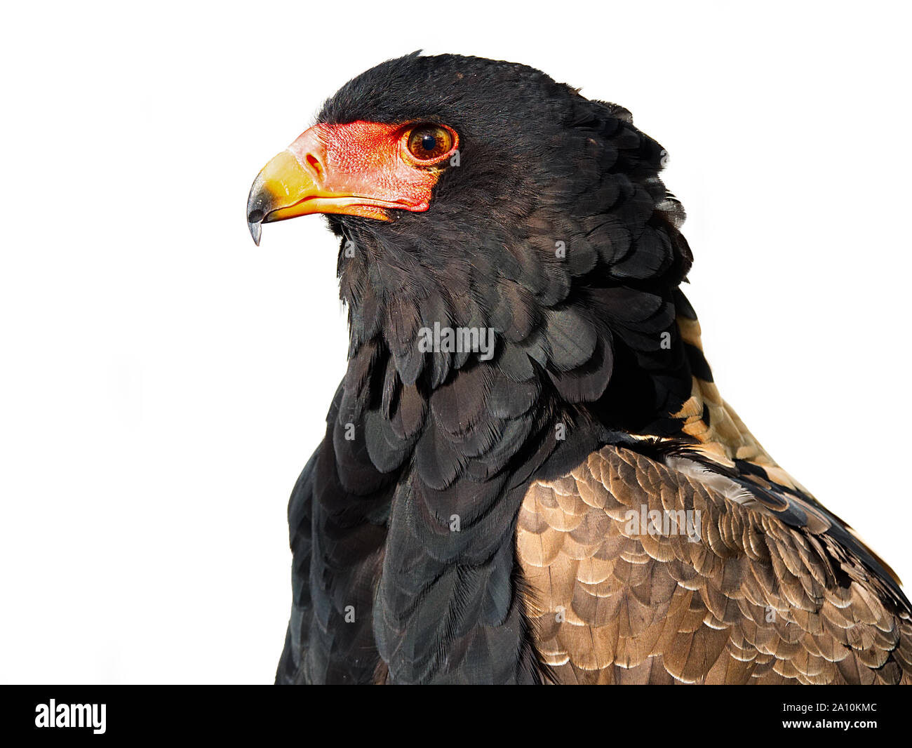Bateleur eagle isolated on hi-res stock photography and images - Alamy