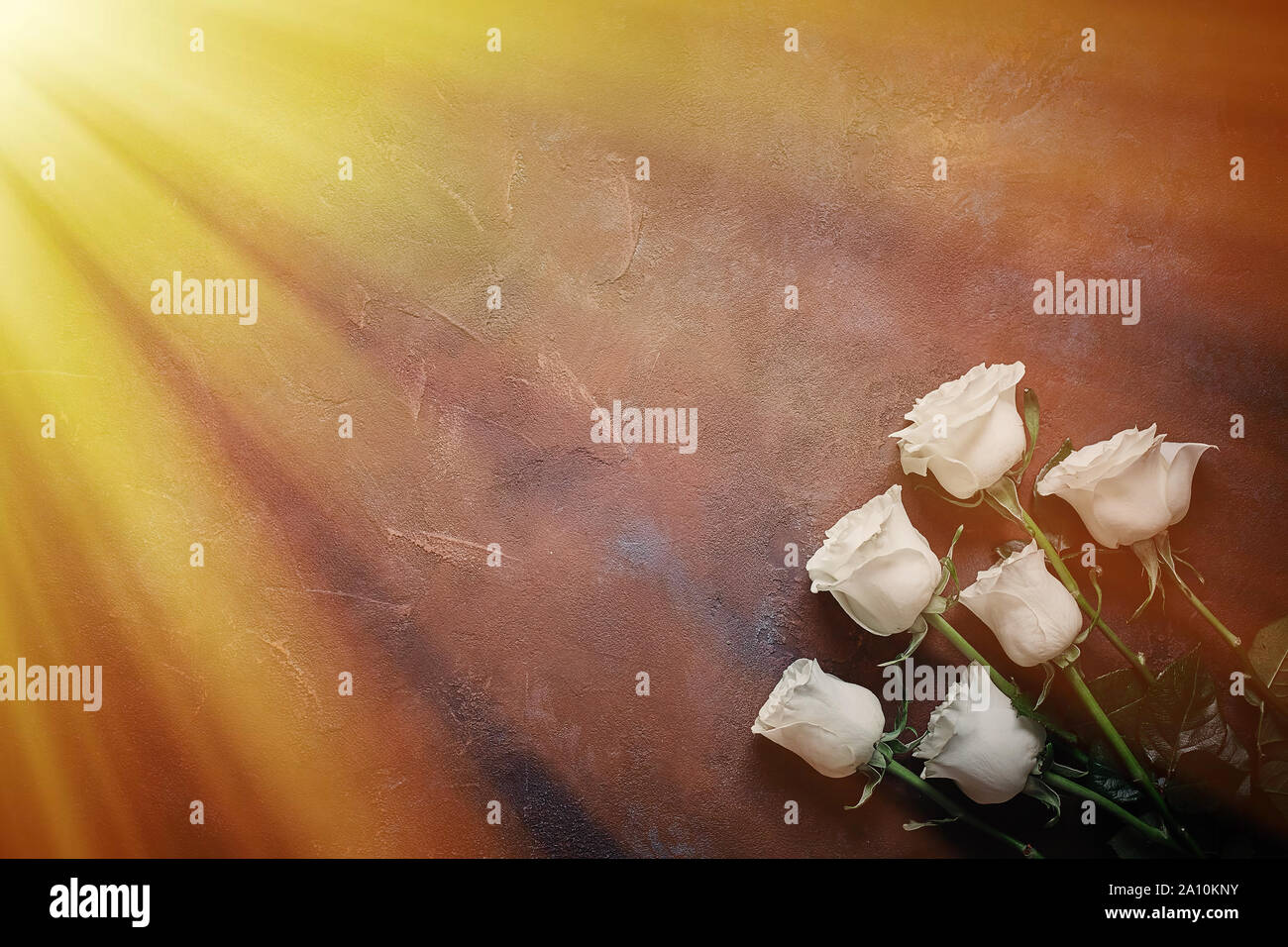 Six white roses on a beautiful stone background. Space for labels Stock ...