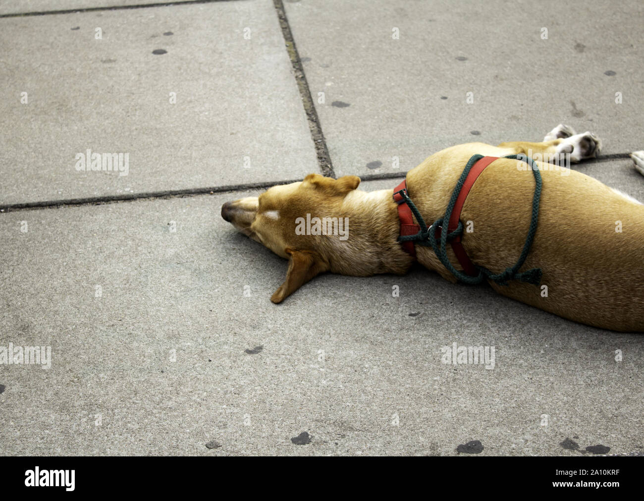 Dog lying on the street, animals and pets, friendsDog lying on the ...