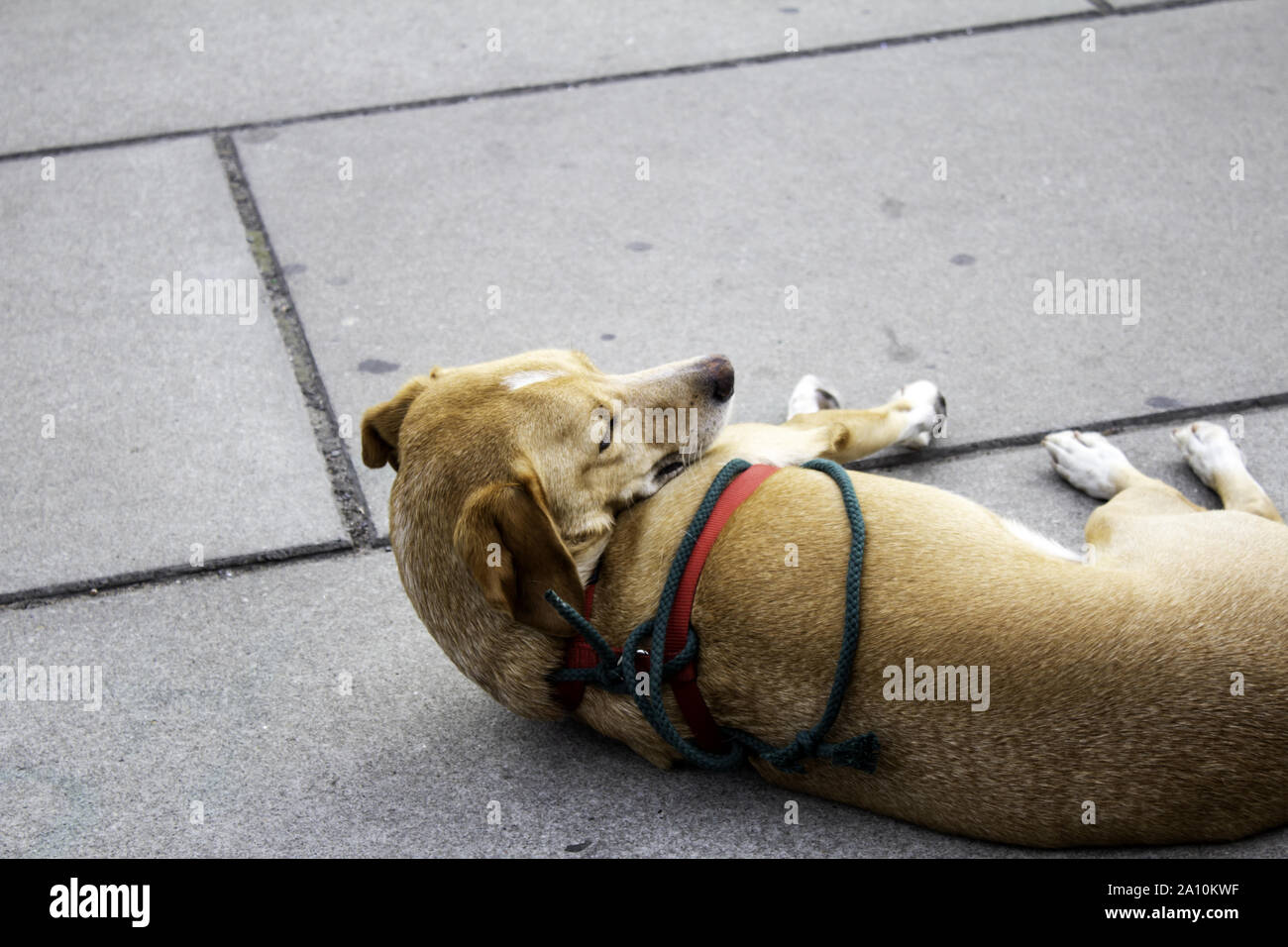 Lonely animal hi-res stock photography and images - Alamy
