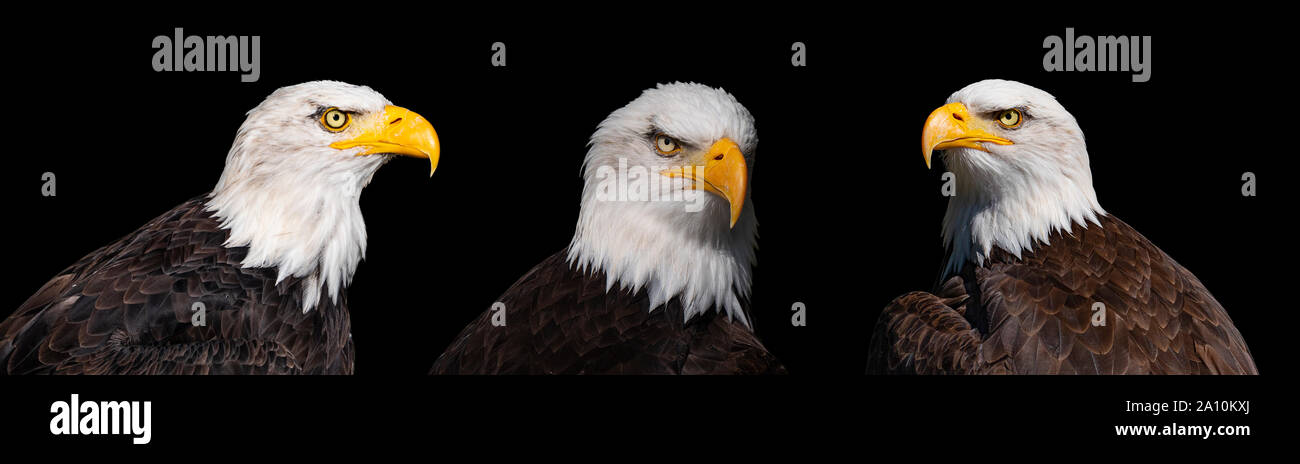 Montage with three bald eagles on a black background Stock Photo - Alamy