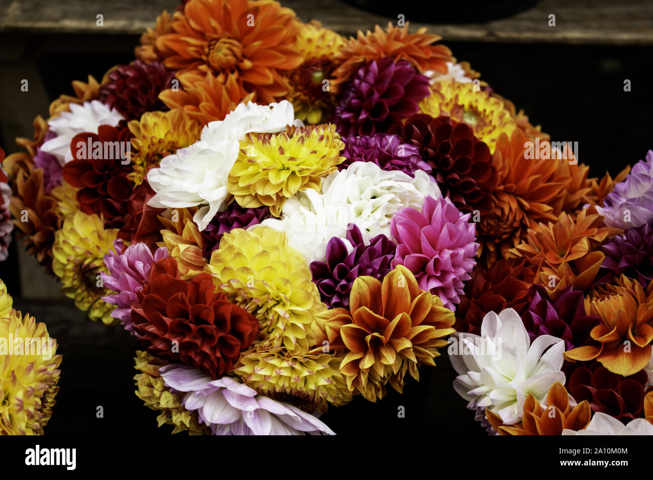 Colored daisies, botanical garden, plants and flowers Stock Photo - Alamy