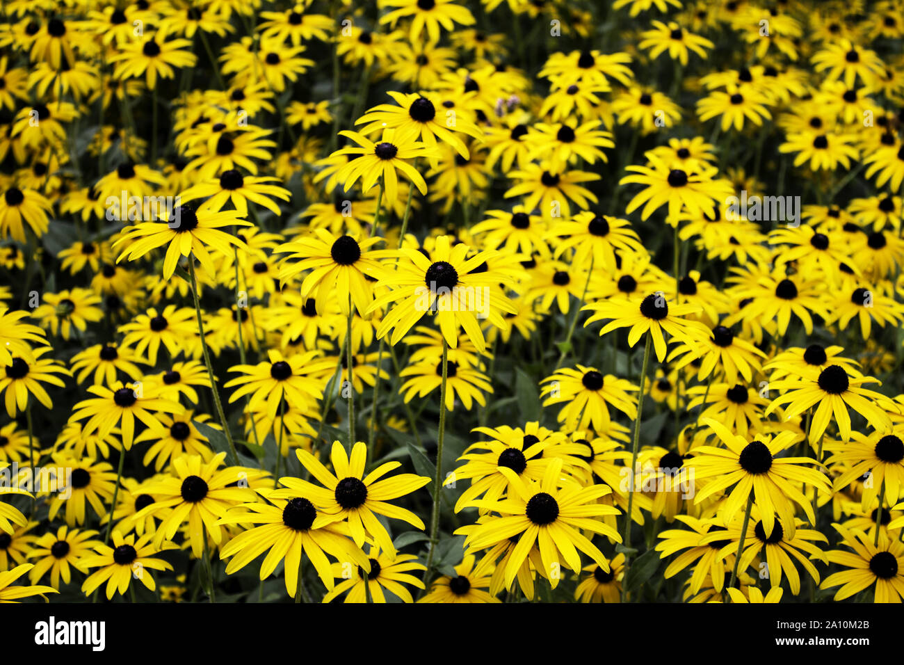 Colored daisies, botanical garden, plants and flowers Stock Photo - Alamy