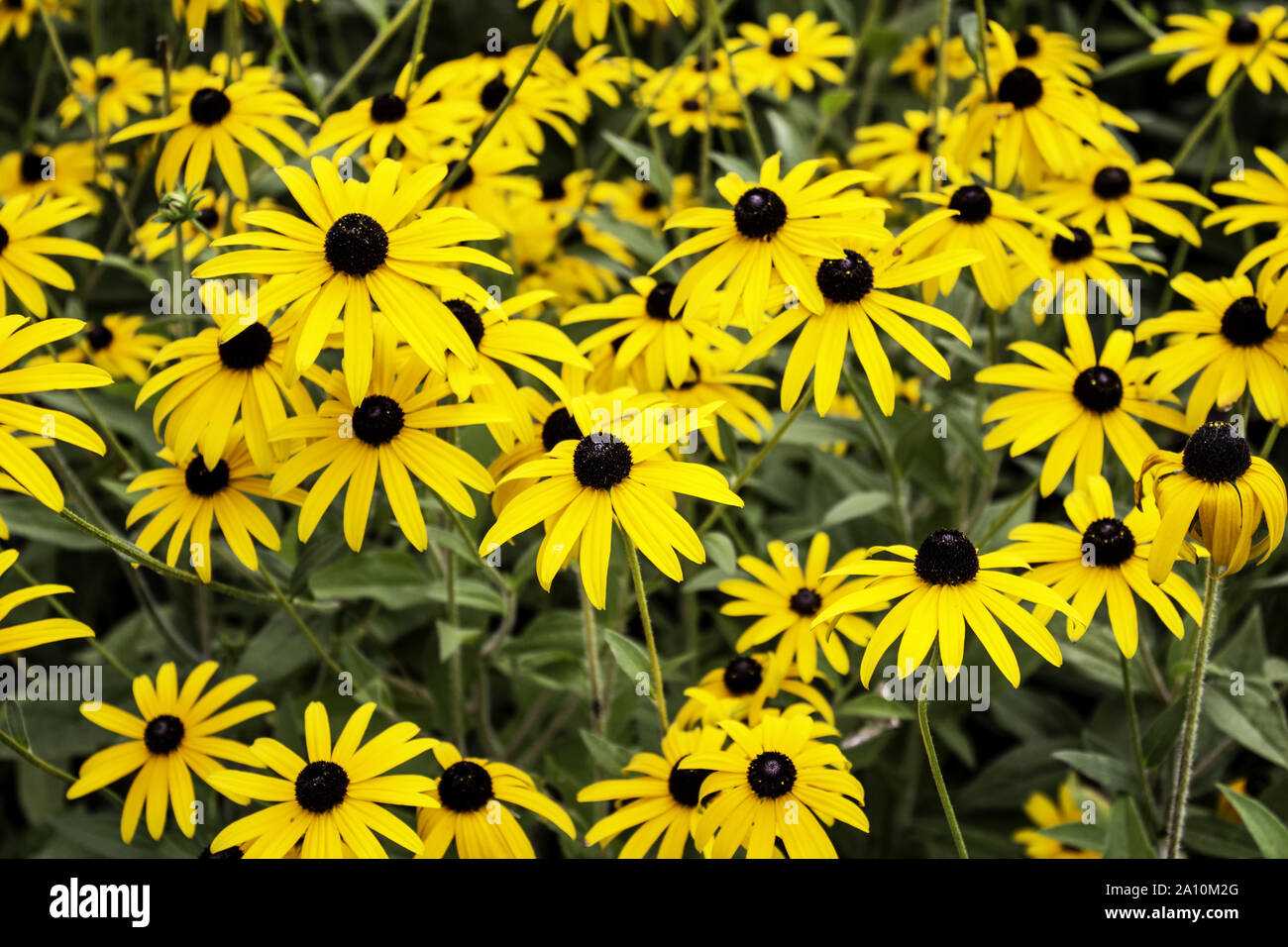 Colored daisies, botanical garden, plants and flowers Stock Photo - Alamy