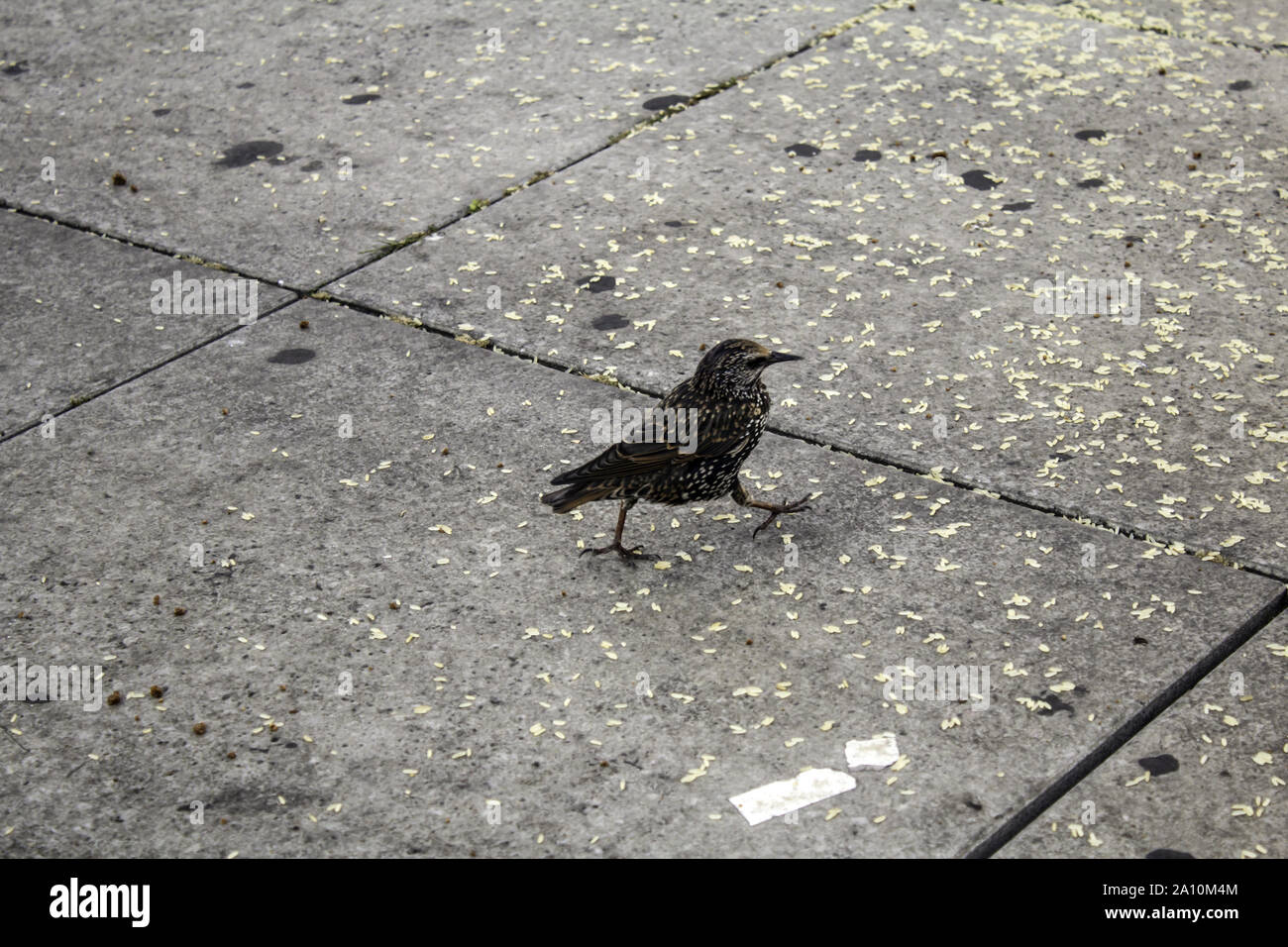 Sparrow on the street, birds in freedom, animals Stock Photo - Alamy