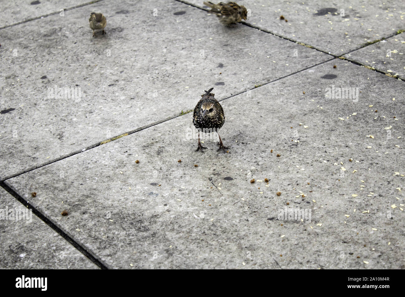 Sparrow on the street, birds in freedom, animals Stock Photo - Alamy