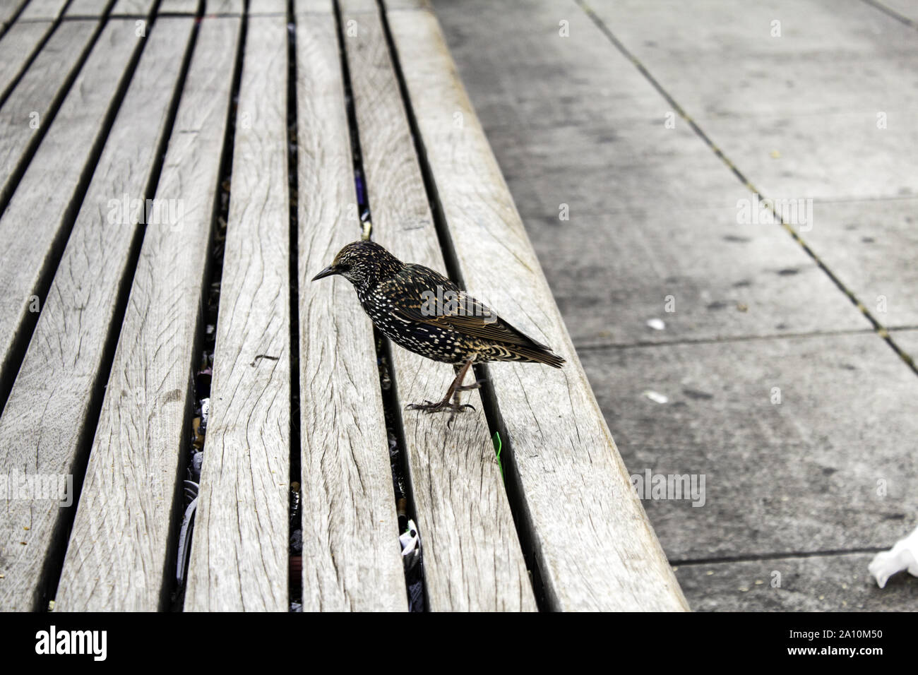 Sparrow on the street, birds in freedom, animals Stock Photo - Alamy
