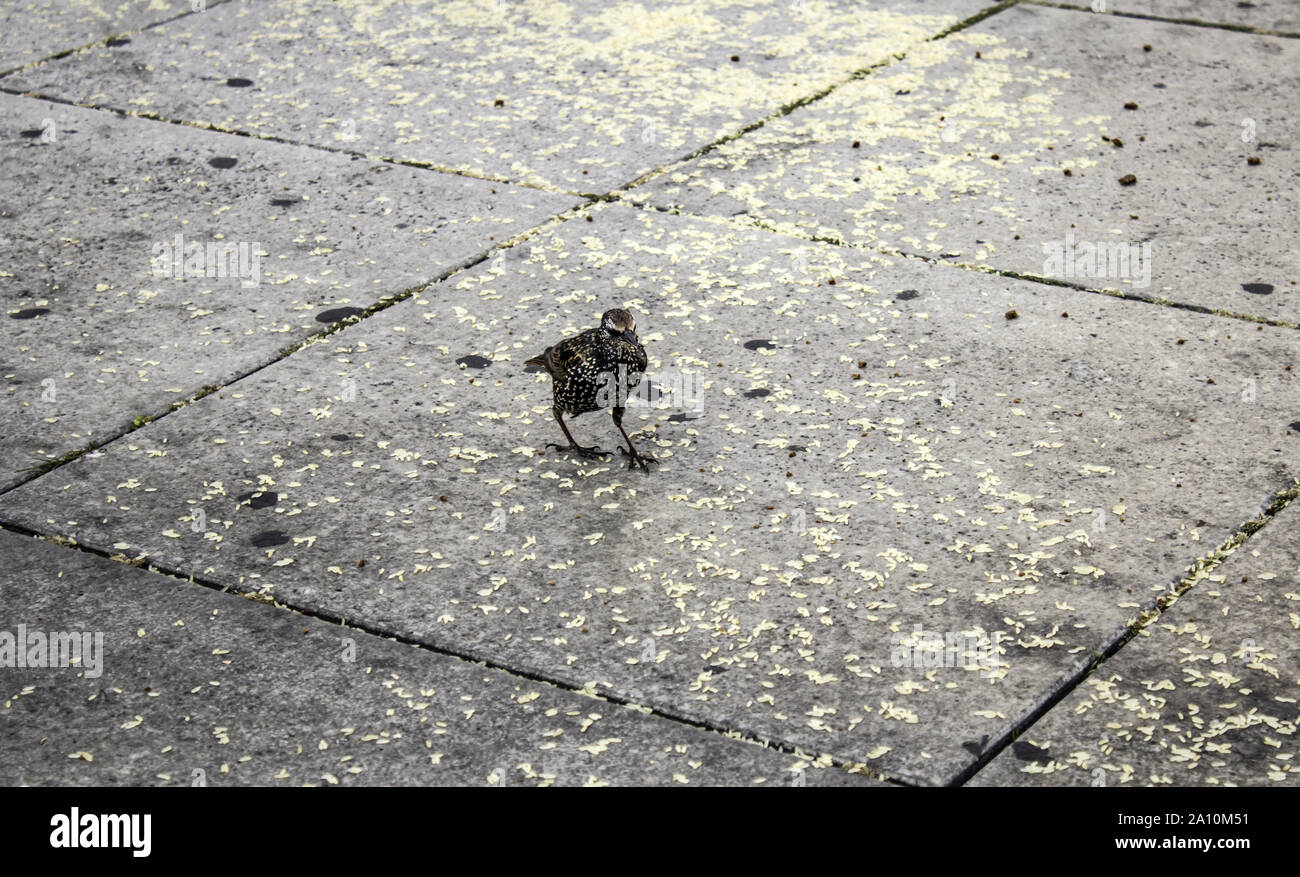 Sparrow on the street, birds in freedom, animals Stock Photo - Alamy