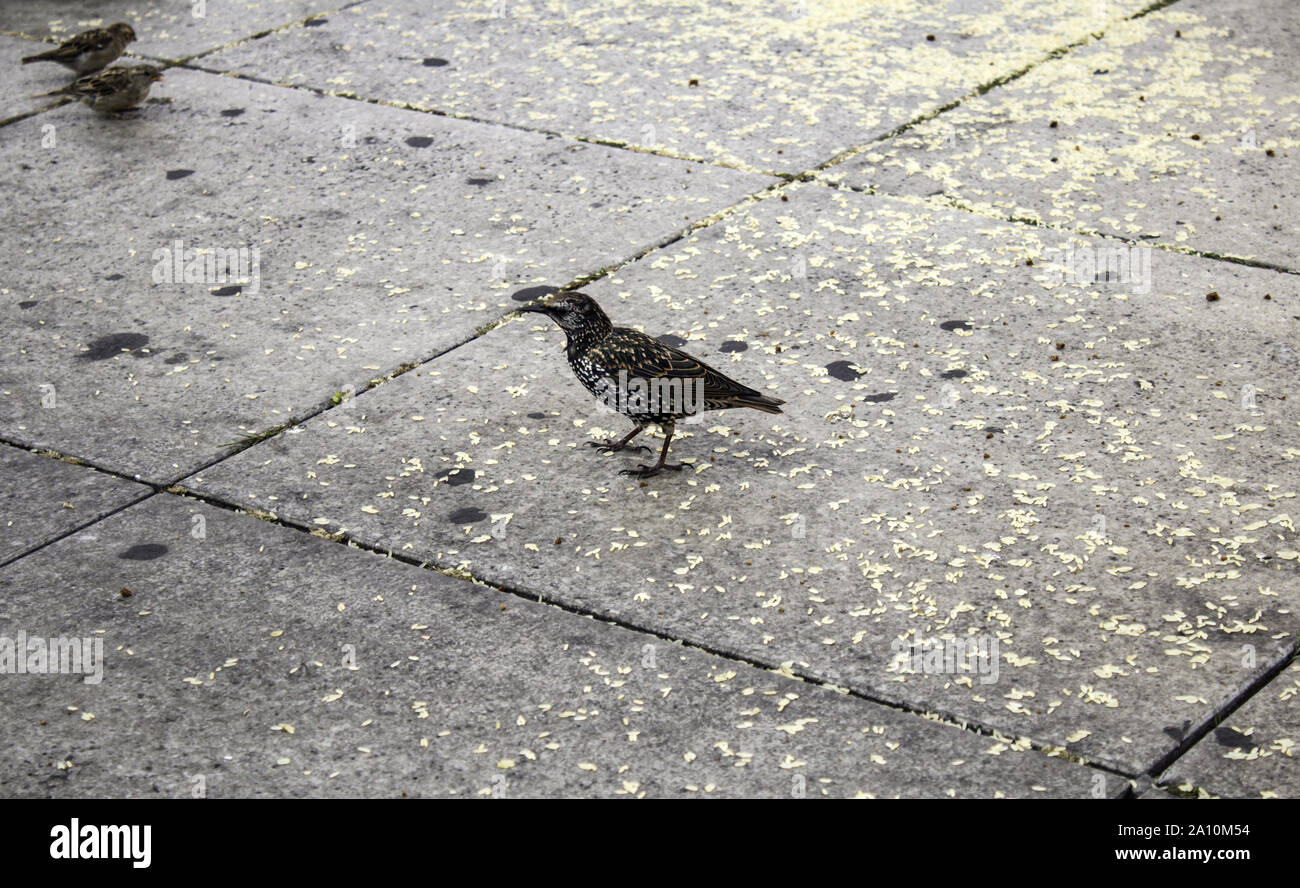 Sparrow on the street, birds in freedom, animals Stock Photo - Alamy