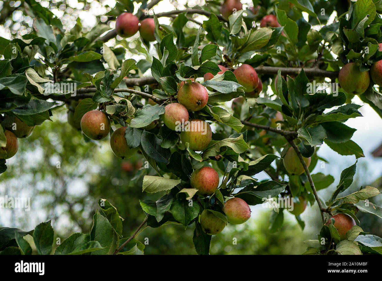 Apples hanging from apple hi-res stock photography and images - Alamy