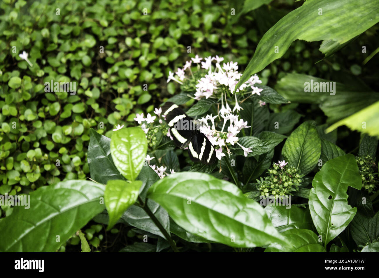 Jungle insects hi-res stock photography and images - Alamy