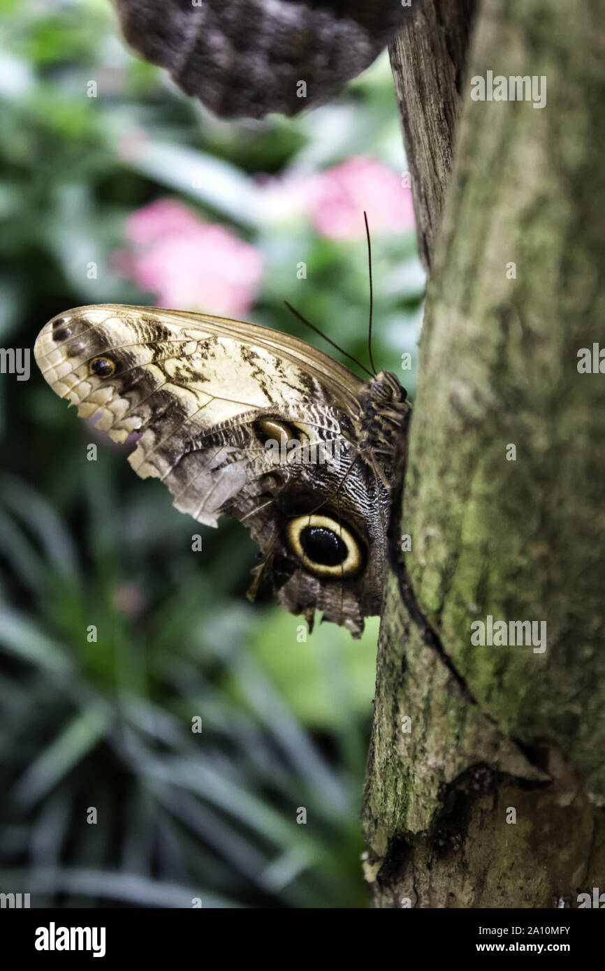Jungle insects hi-res stock photography and images - Alamy