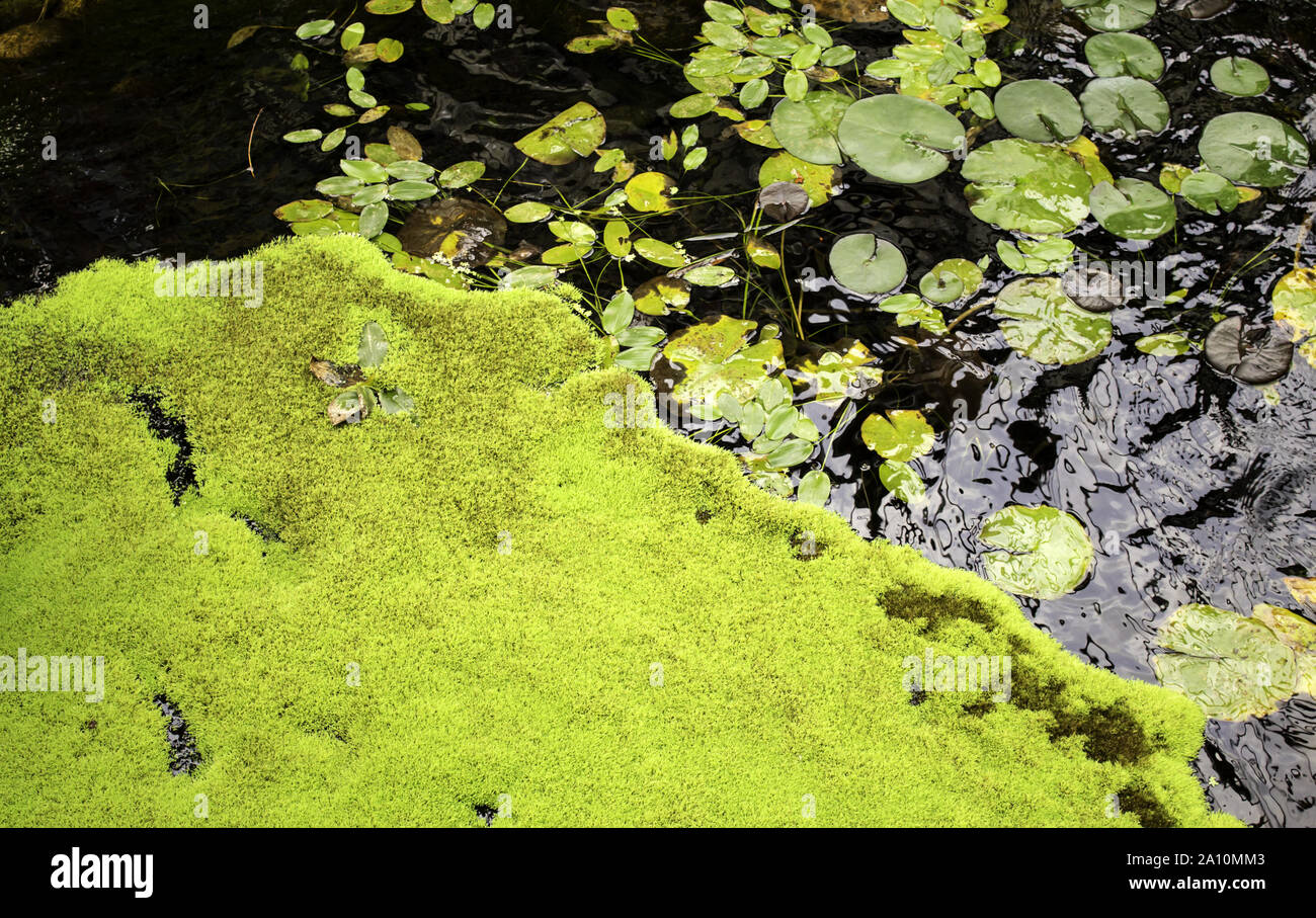 Lake with moss and leaves, landscape and wild nature Stock Photo - Alamy