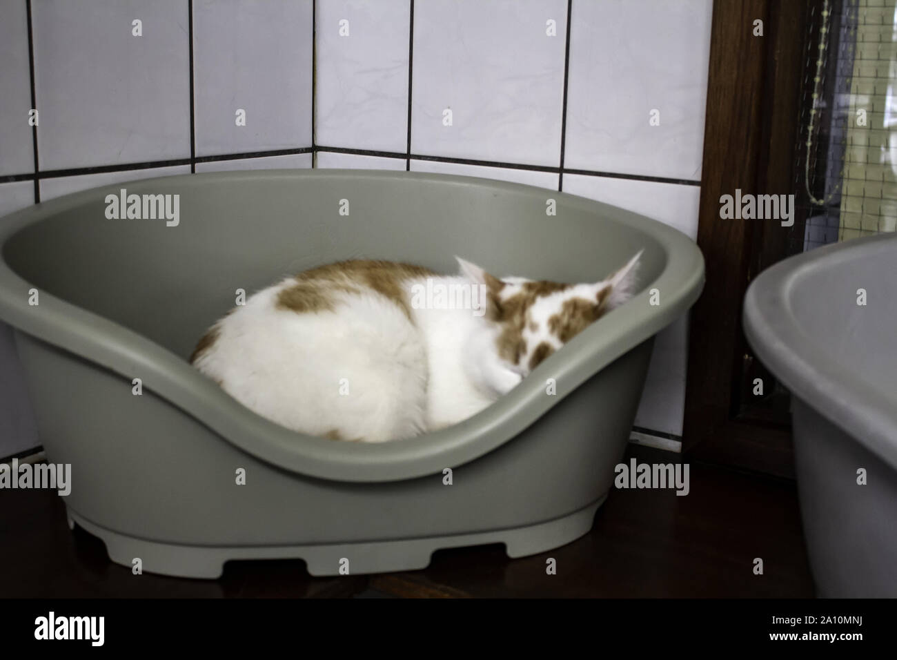 Pet cat home resting, pets, love friendship Stock Photo - Alamy