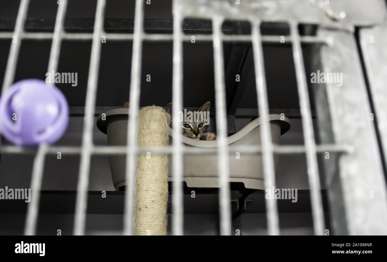 Cat locked cage, animal abuse and loneliness, pets Stock Photo - Alamy