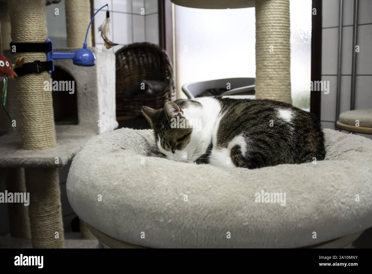 Resting pets hi-res stock photography and images - Alamy