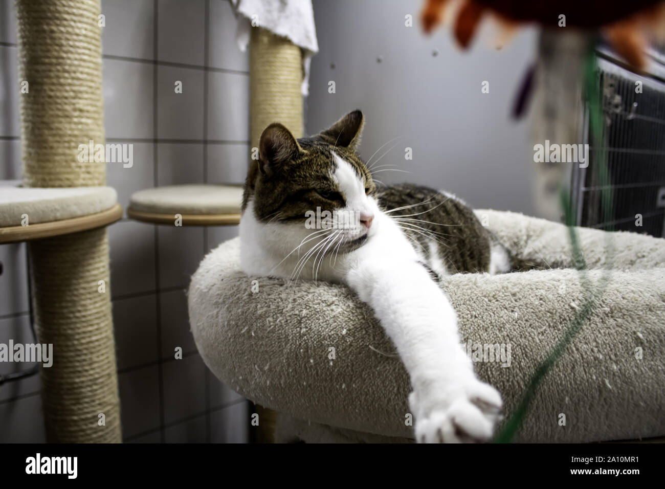 Resting pets hi-res stock photography and images - Alamy