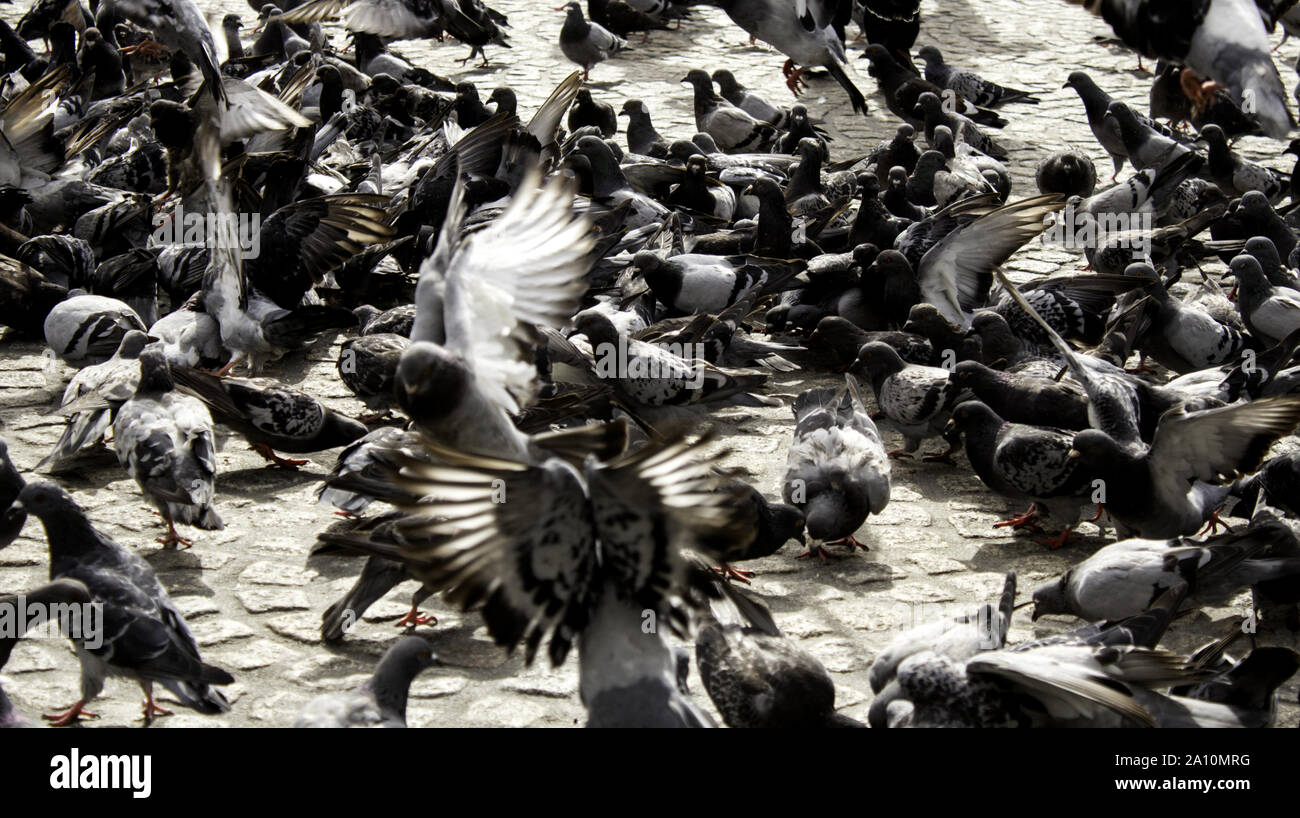 Pigeons in urban street, free birds, animals, landscape Stock Photo - Alamy