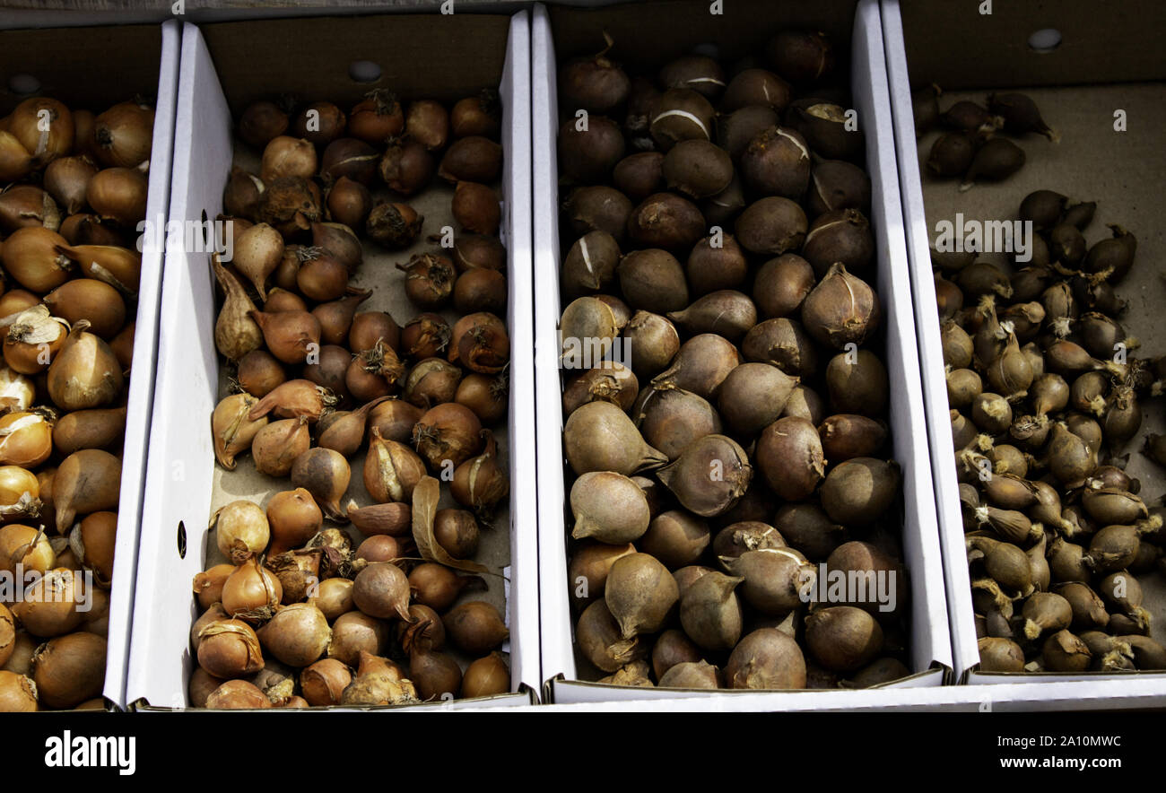 Plant seeds and bulbs hi-res stock photography and images - Alamy