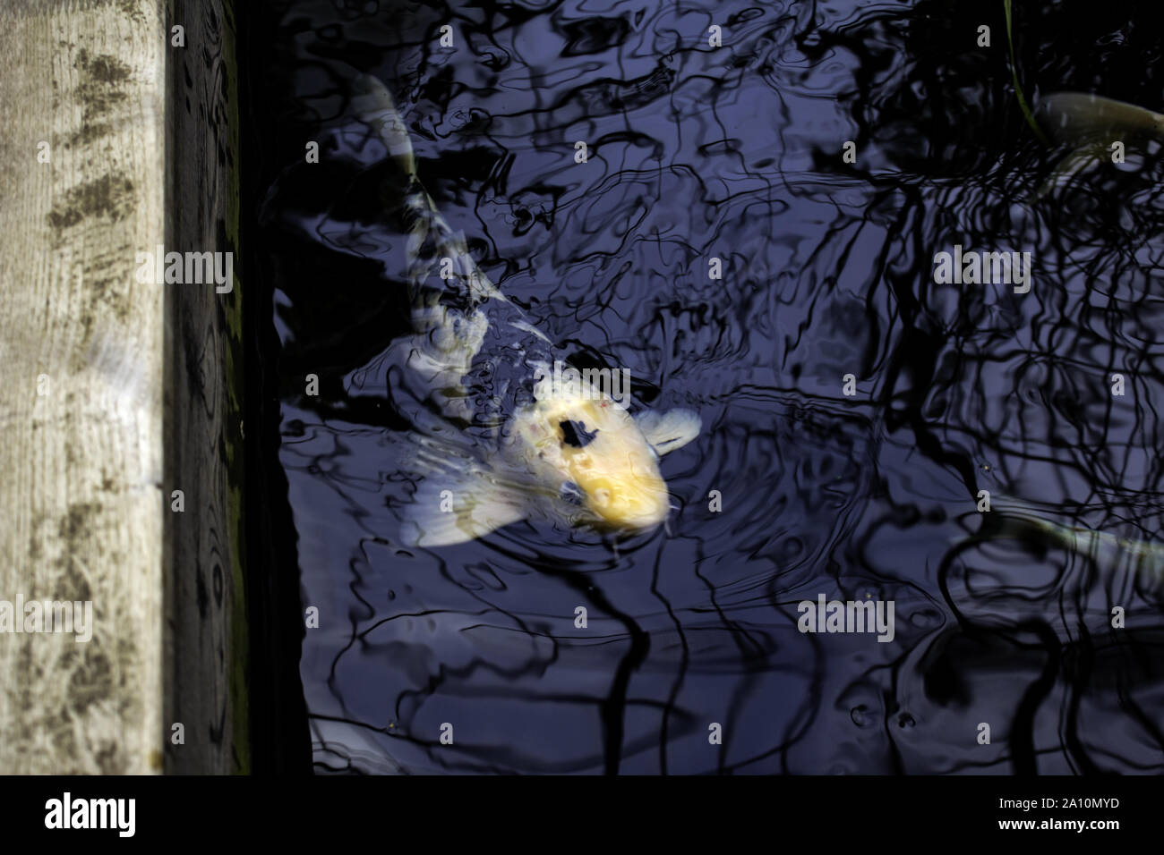 Japanese carps in lake, Buddhist meditation, marine animals, fish Stock ...