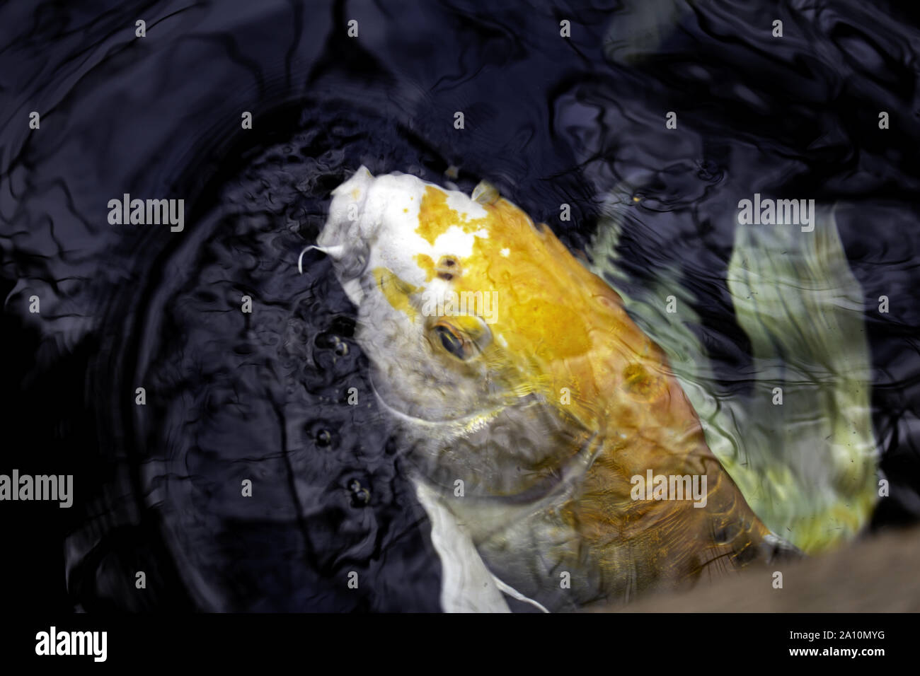 Japanese carps in lake, Buddhist meditation, marine animals, fish Stock ...