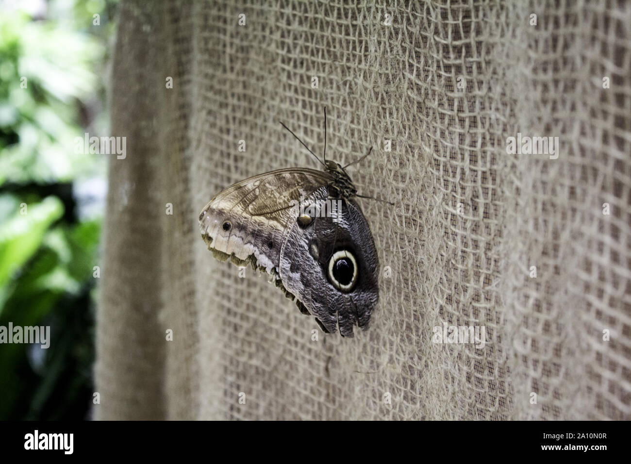 Colored butterflies in freedom, jungle insects, entomology Stock Photo ...