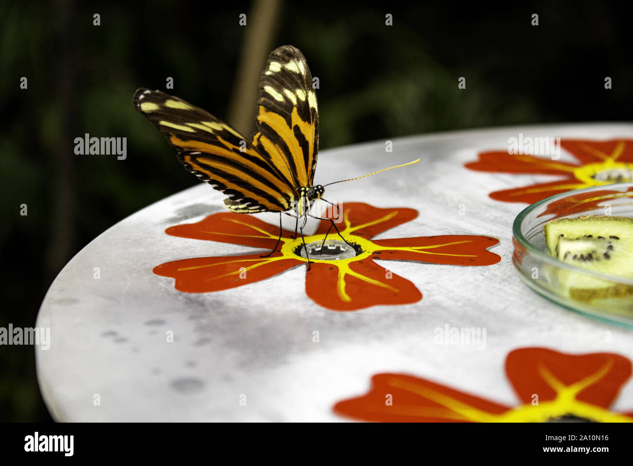 Jungle insects hi-res stock photography and images - Alamy