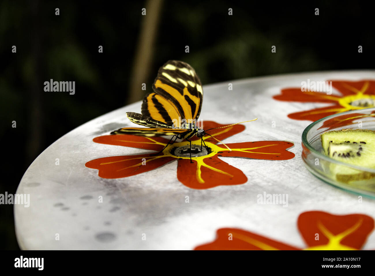 Colored butterflies in freedom, jungle insects, entomology Stock Photo ...
