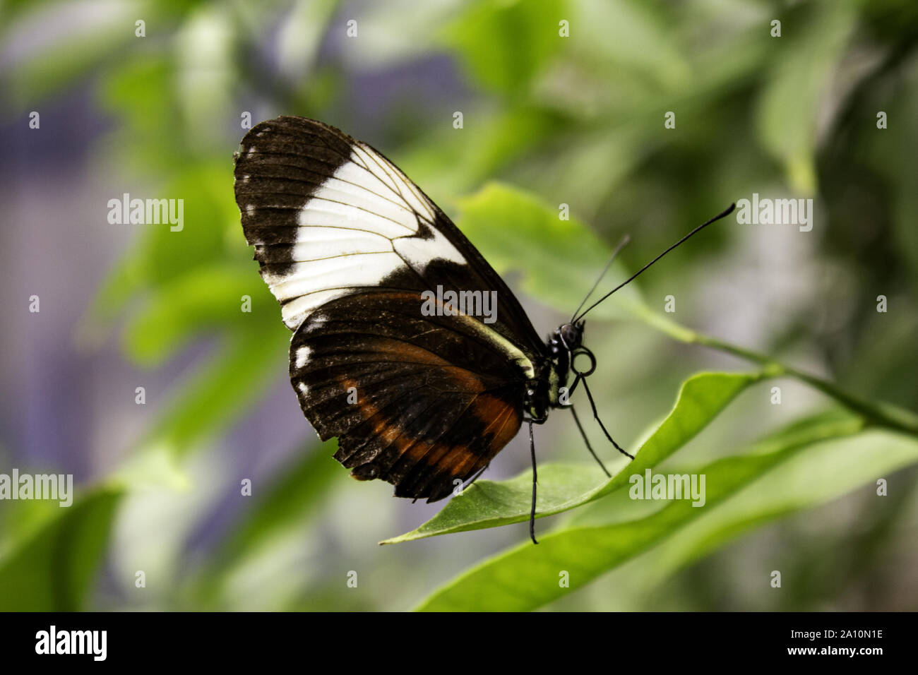 Colored butterflies in freedom, jungle insects, entomology Stock Photo ...